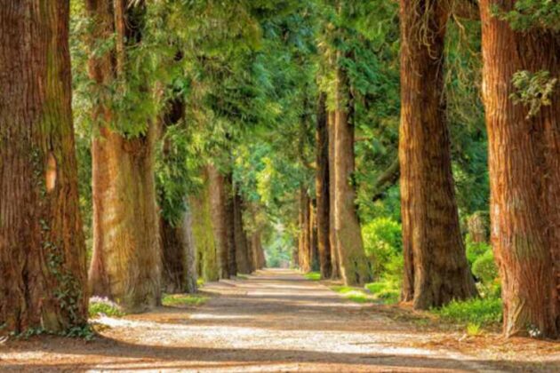 What Are the Different Types of Trees That Exist Today? | Pulchra